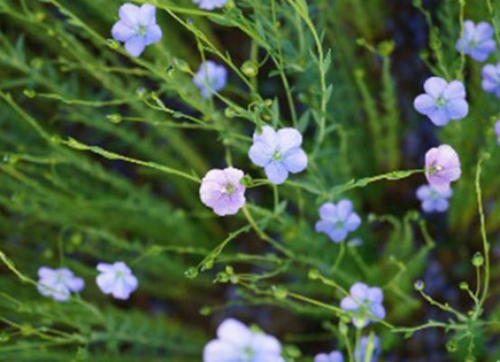 Vlas - Wiersum Plantbreeding