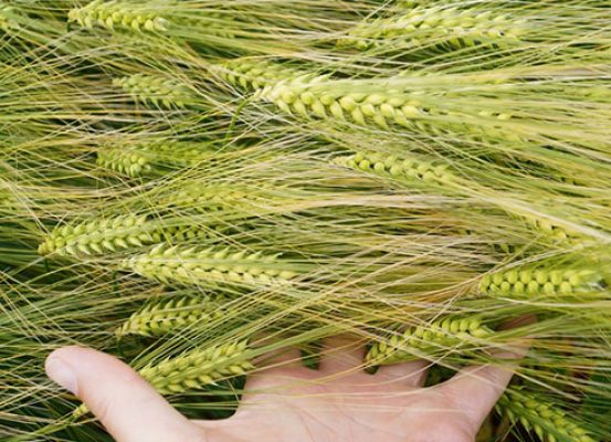 Gerst - Wiersum Plantbreeding