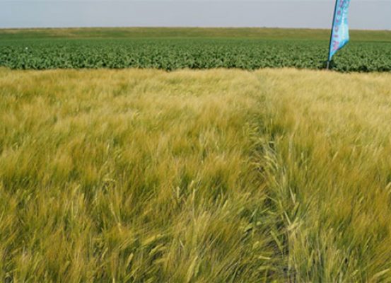 Gerst - Wiersum Plantbreeding