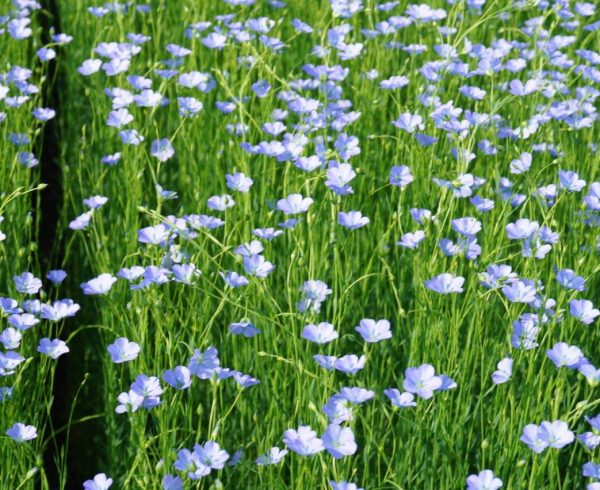 Vlas zaaien - Wiersum Plantbreeding