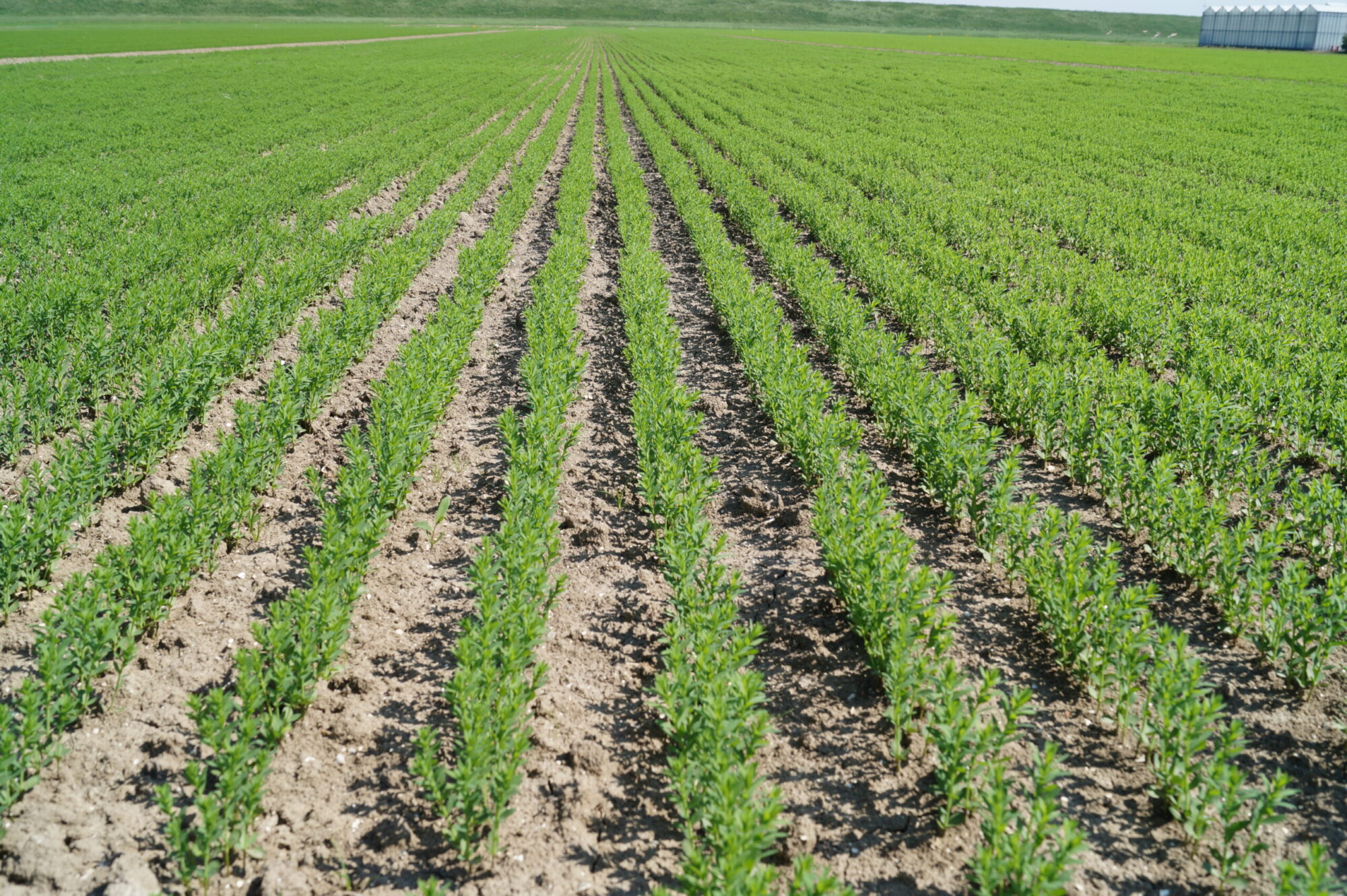 Fibre flax - Wiersum Plantbreeding