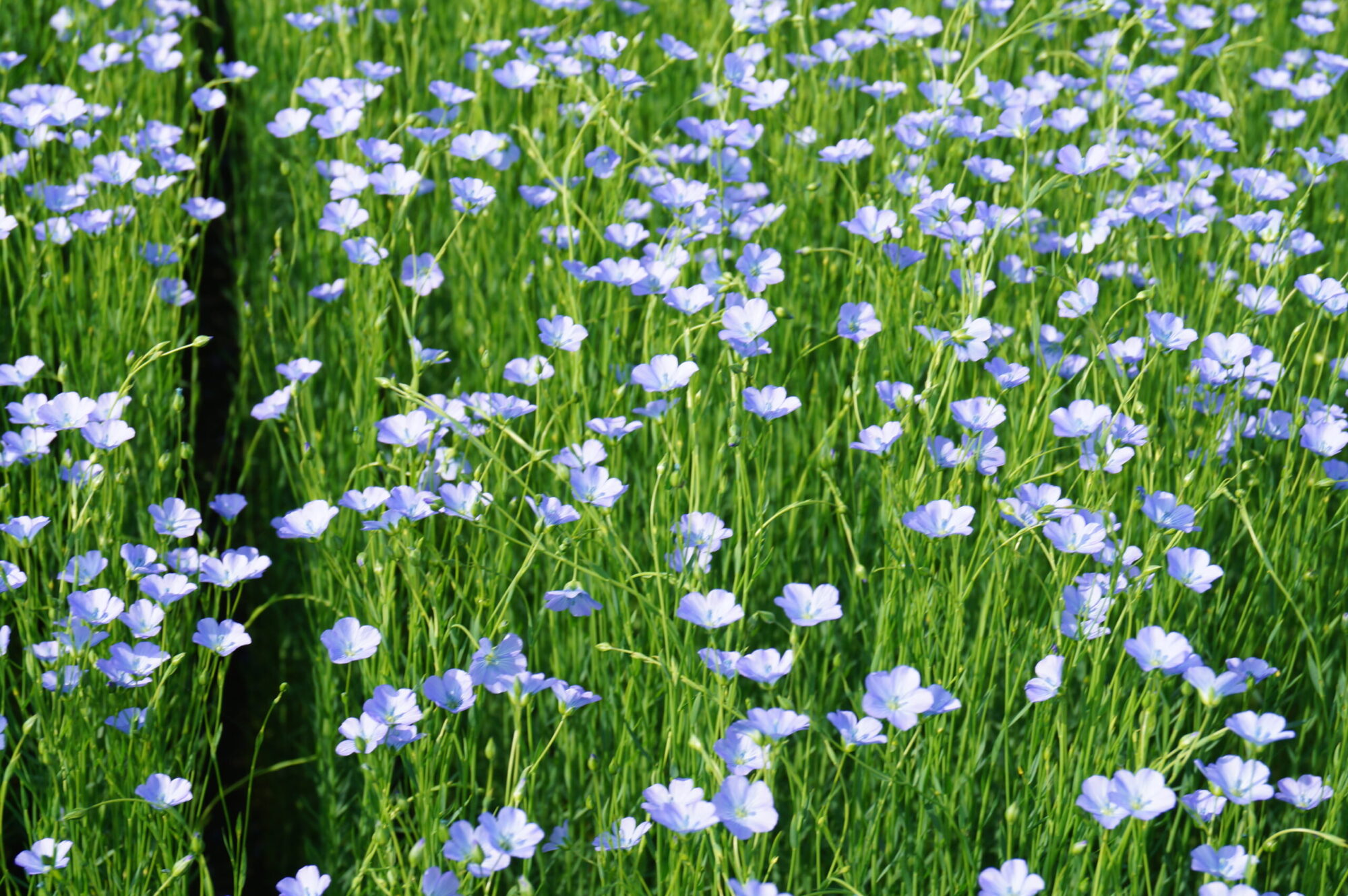 Fibre flax - Wiersum Plantbreeding