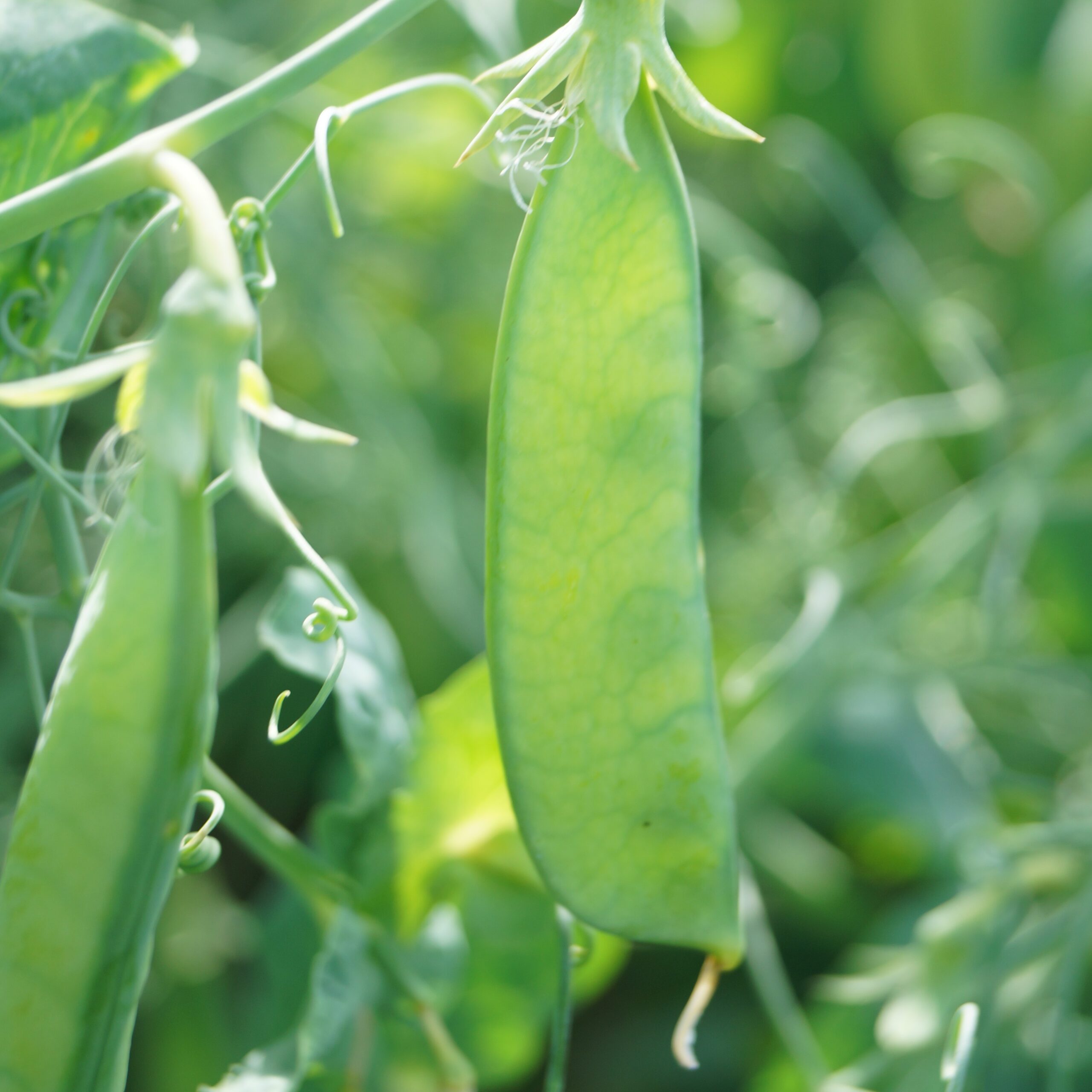 Erwten - Wiersum Plantbreeding