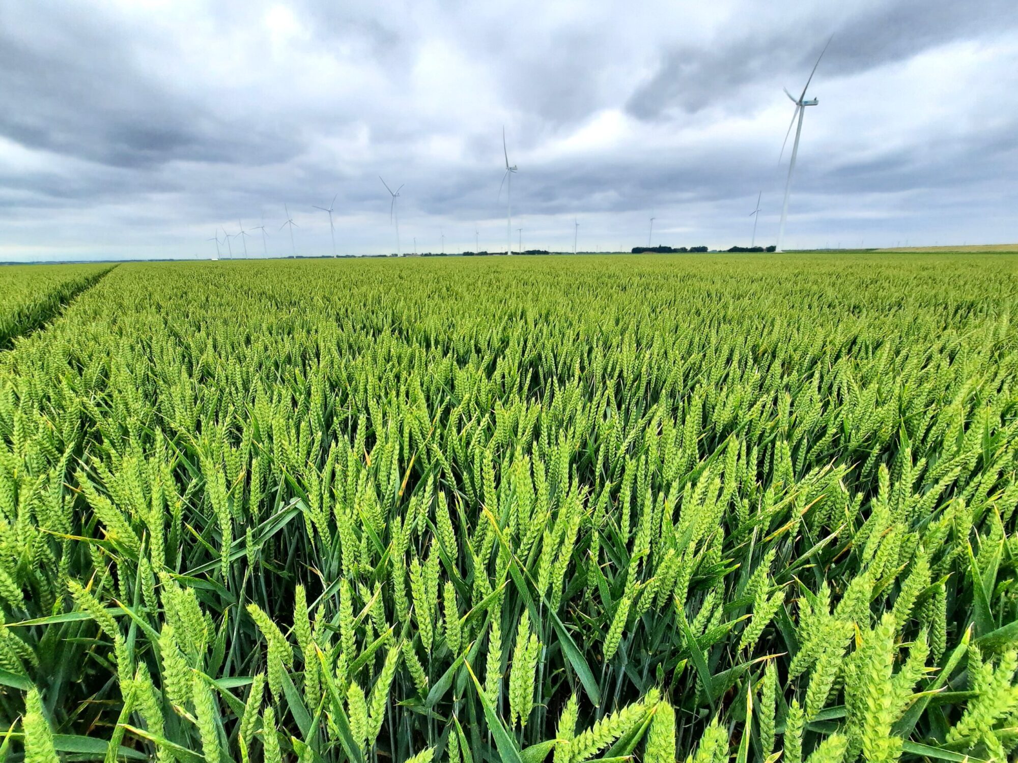 WPB Fulco quality baking wheat listed in Germany - Wiersum Plantbreeding